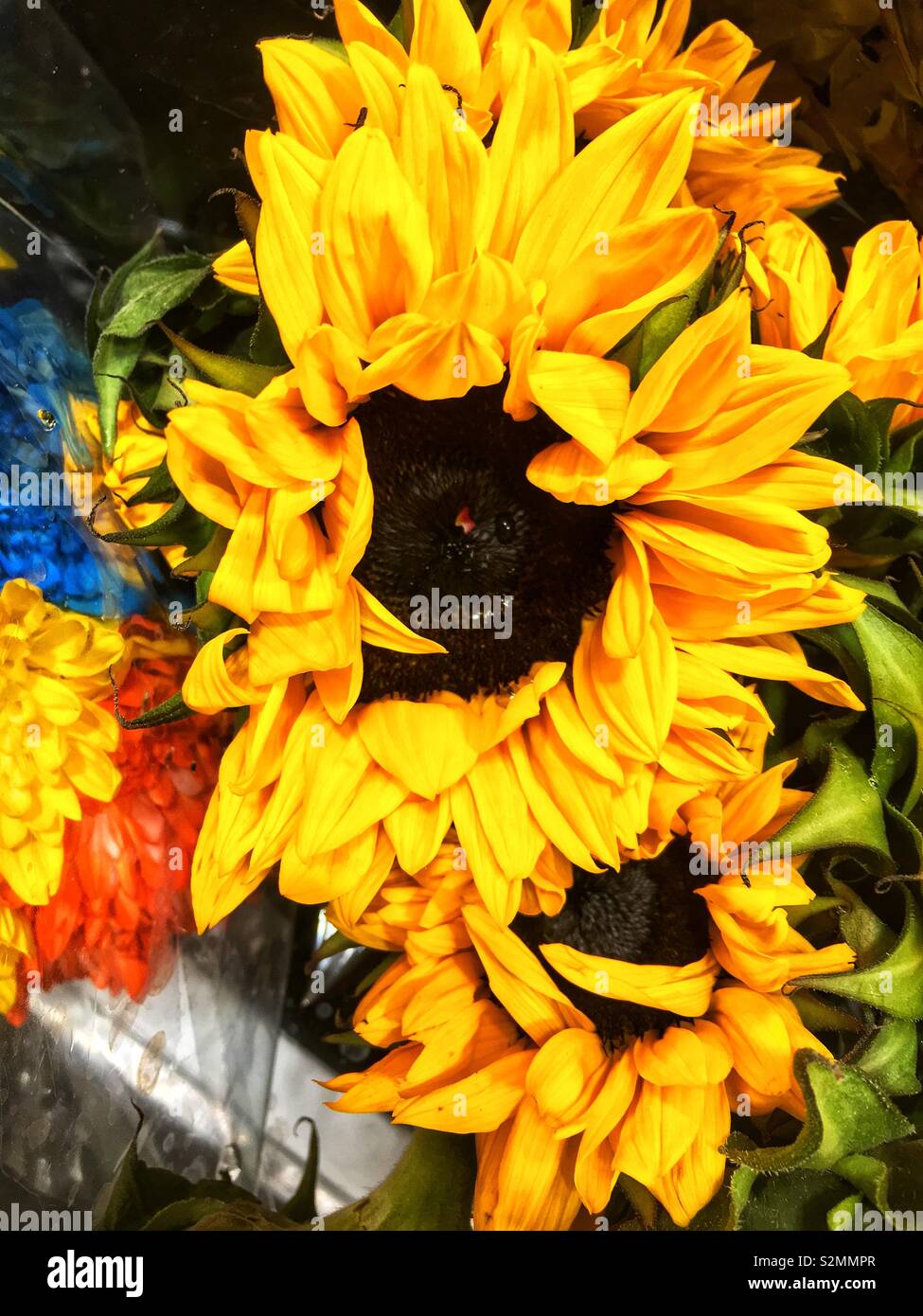 Best in full sun hi-res stock photography and images - Alamy