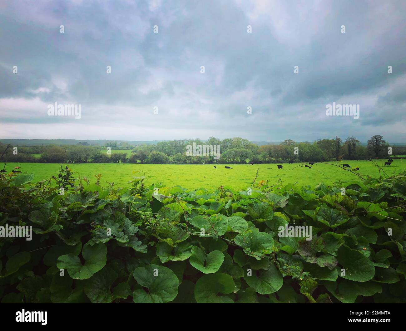 Fields and pastures hi-res stock photography and images - Alamy