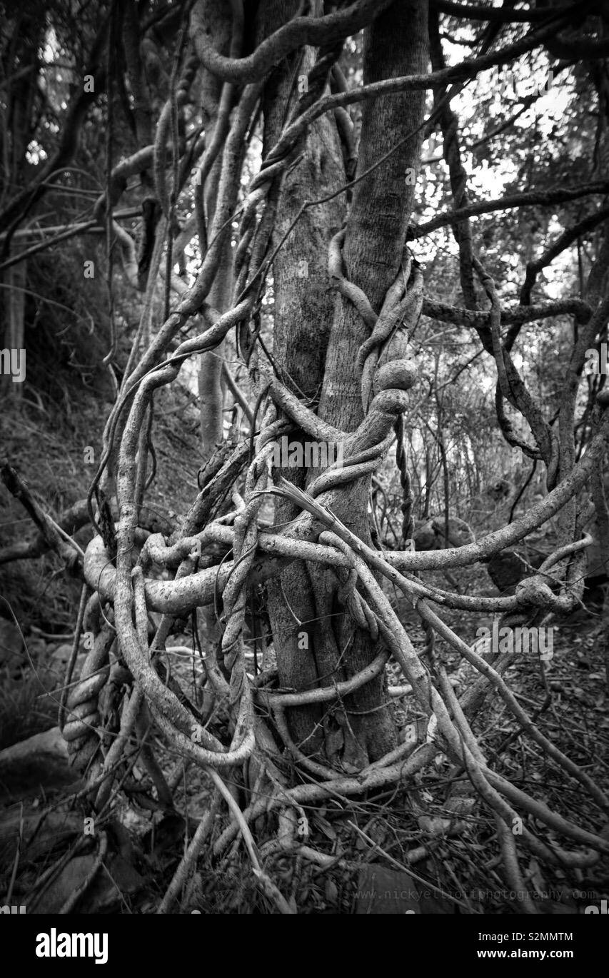 Tangled tree roots Black and White Stock Photos & Images - Alamy