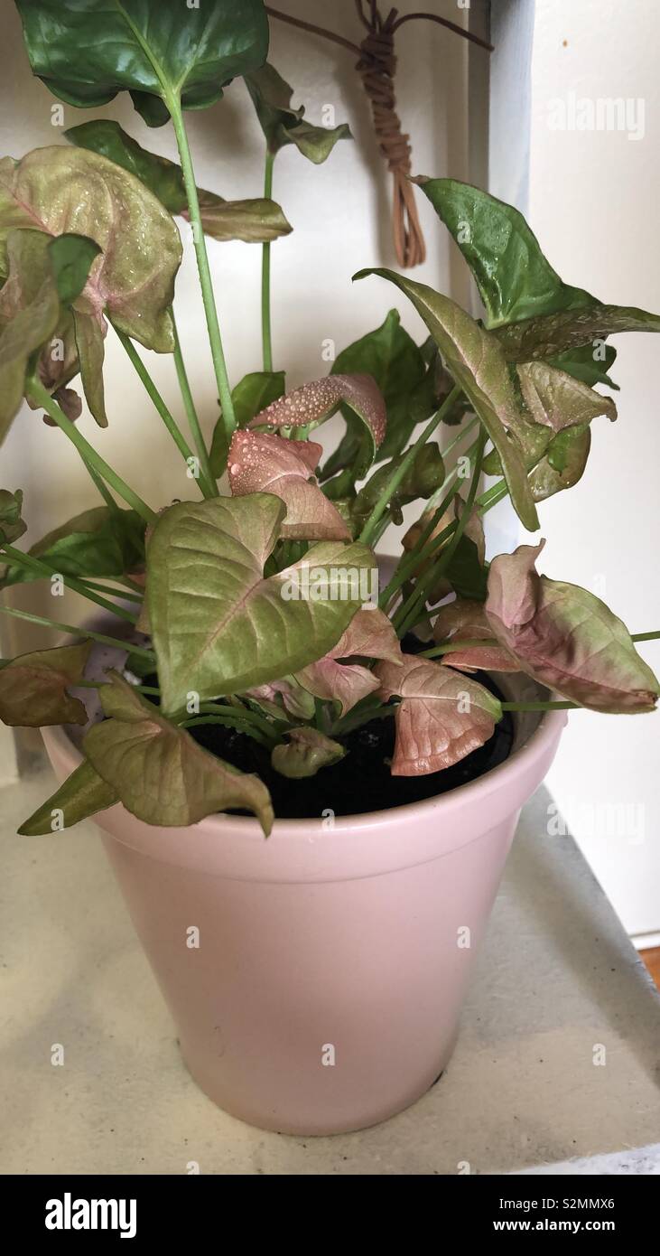 Pink plant in pink plant pot Stock Photo - Alamy