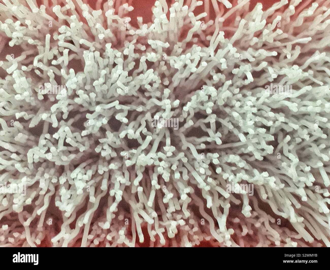 Brush bristles hi-res stock photography and images - Alamy