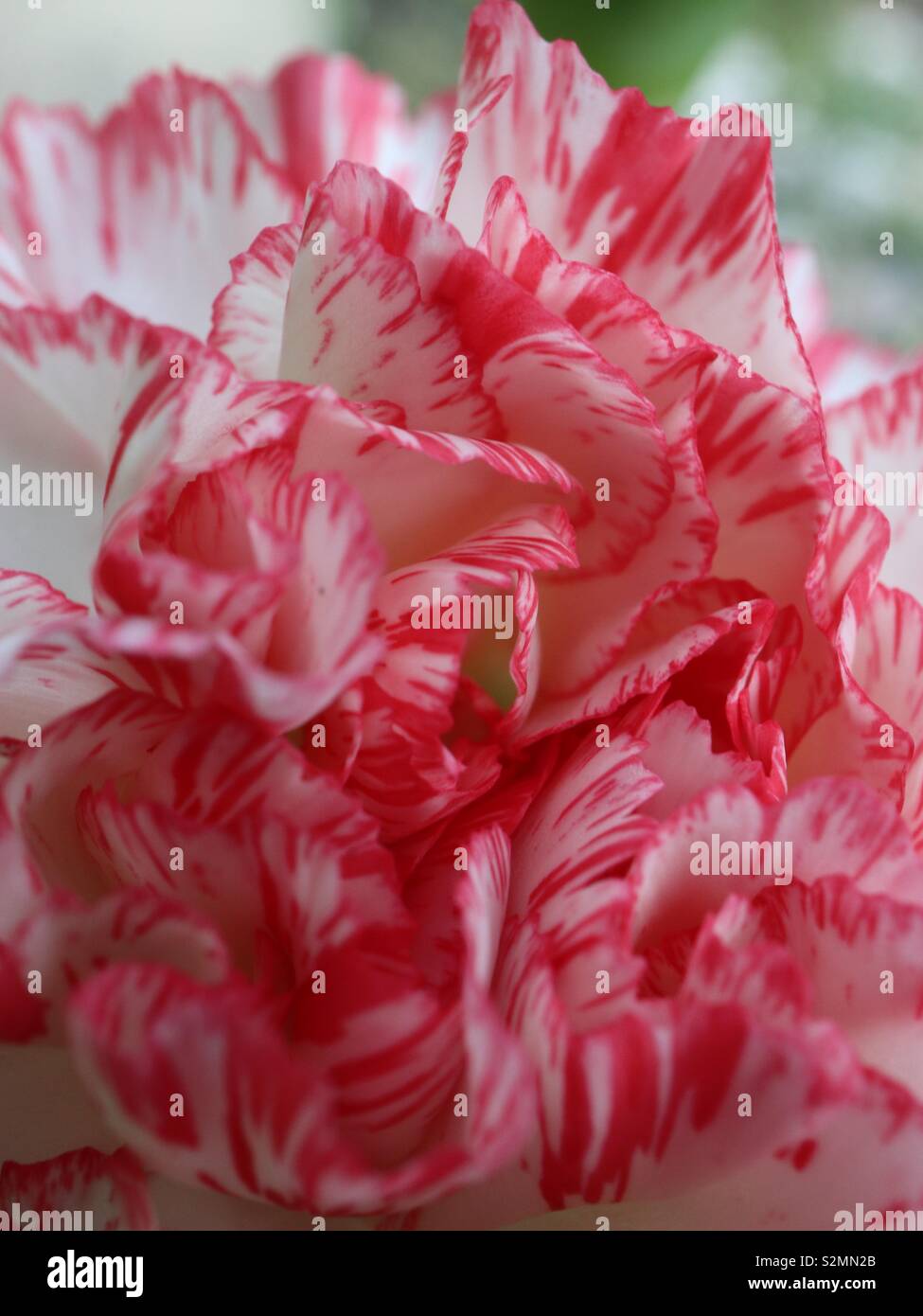 Red white carnations hi-res stock photography and images - Alamy