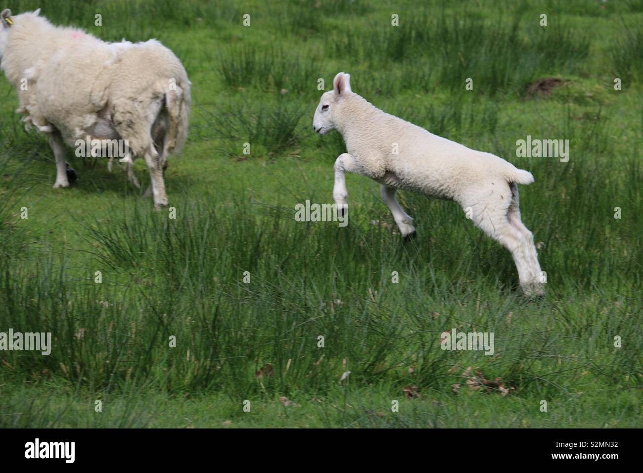 Leaping lamb hi-res stock photography and images - Alamy
