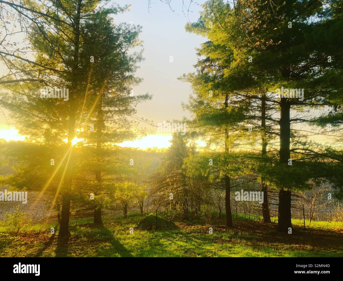 Sunset among pine trees Stock Photo - Alamy
