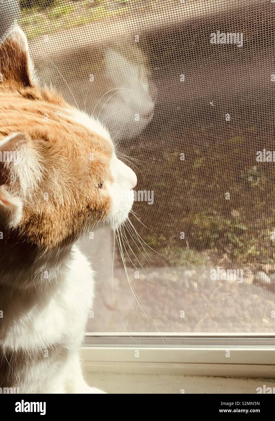 Cat portrait and (ghost) reflection Stock Photo - Alamy