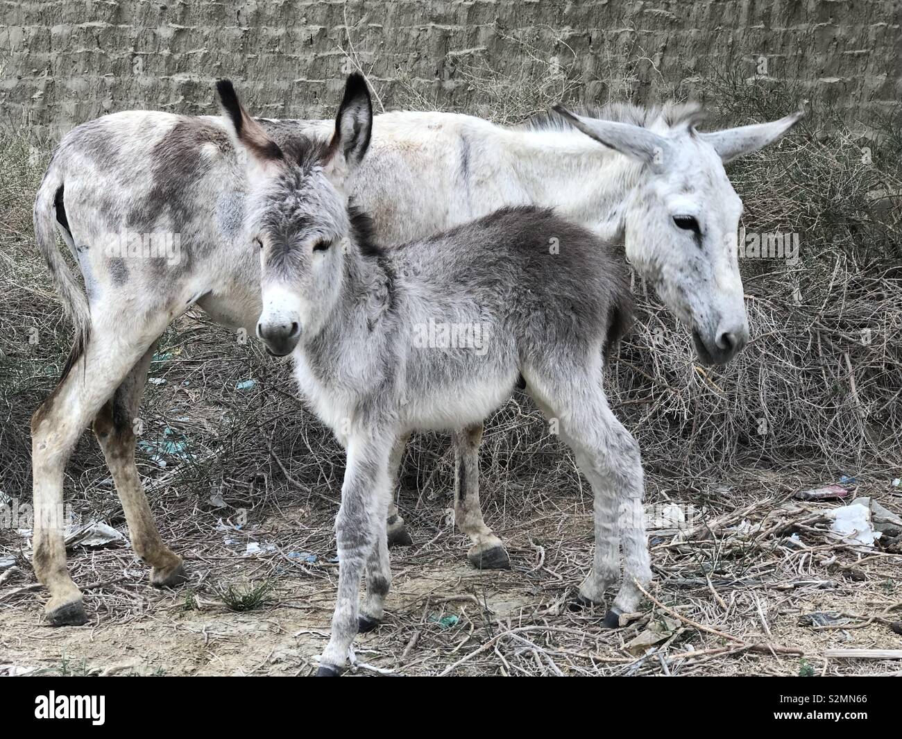 Donkey Skin High Resolution Stock Photography and Images - Alamy