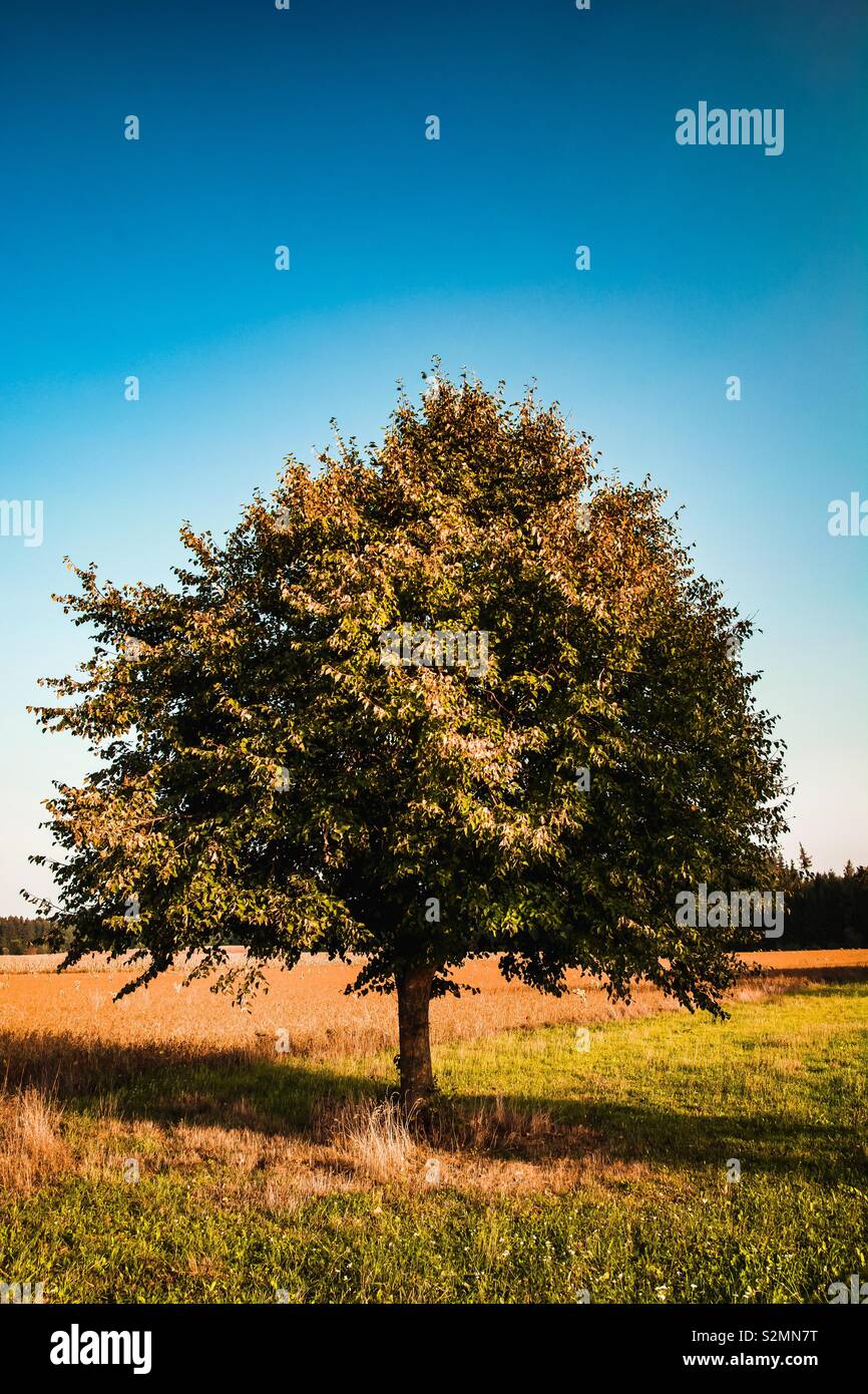 Summer seasons hi-res stock photography and images - Alamy