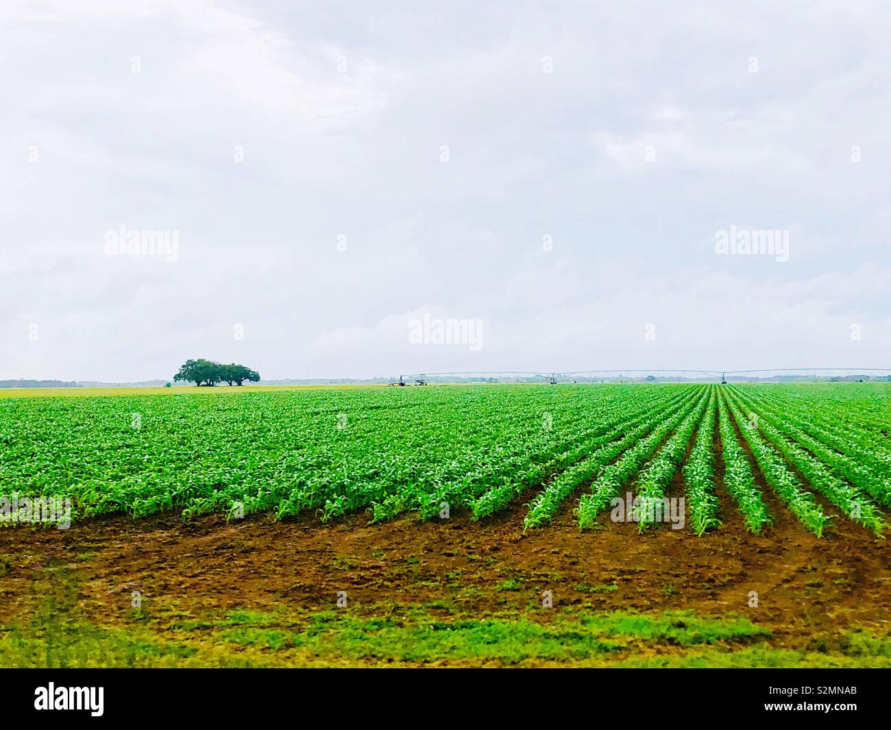 Crop rows hi-res stock photography and images - Alamy