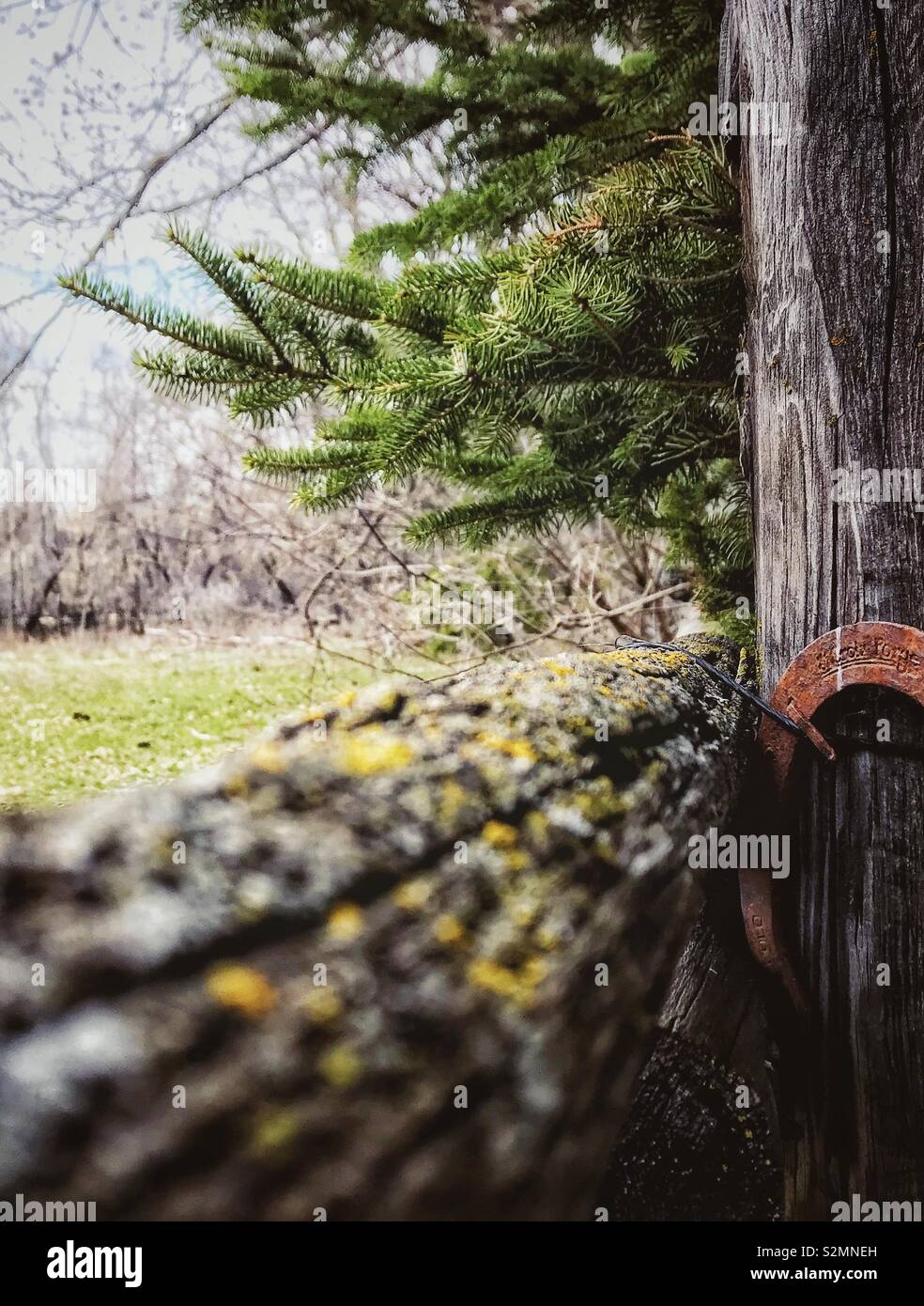 Evergreen tree of life hi-res stock photography and images - Alamy