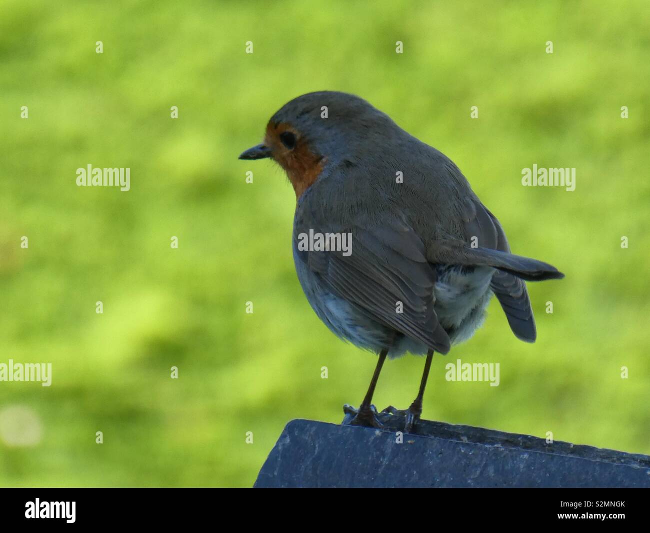 Robin redbreast bird hi-res stock photography and images - Alamy