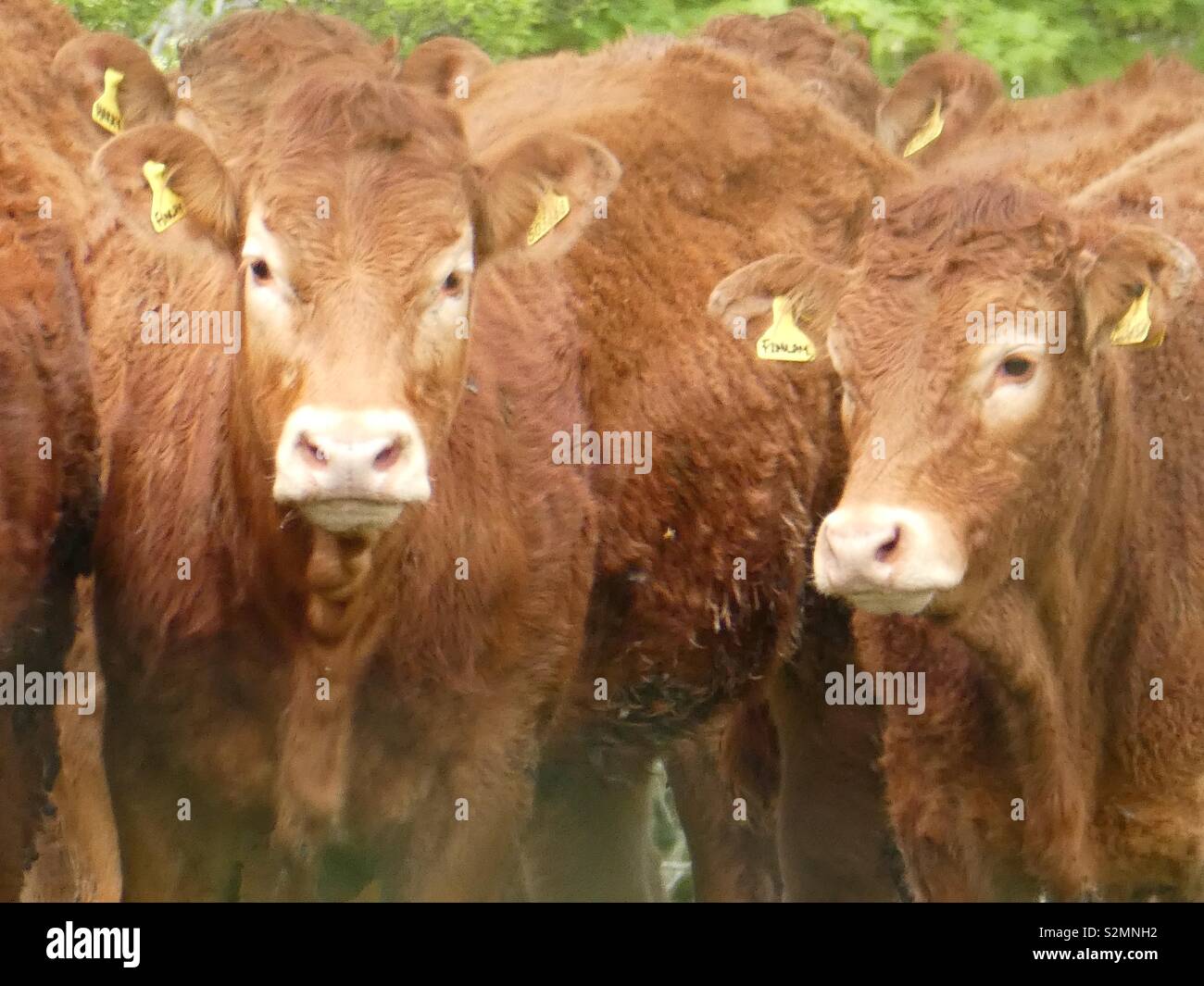 Cow herd hi-res stock photography and images - Alamy
