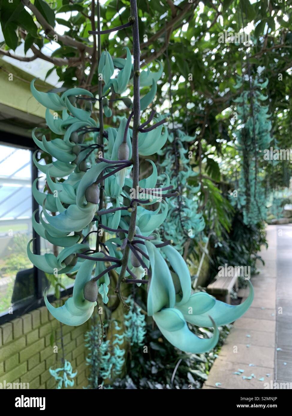 Jade vine flowers hi-res stock photography and images - Alamy