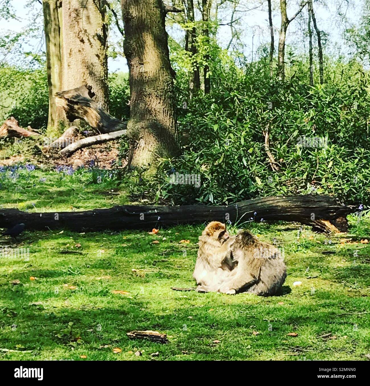 Macaque monkeys hi-res stock photography and images - Alamy