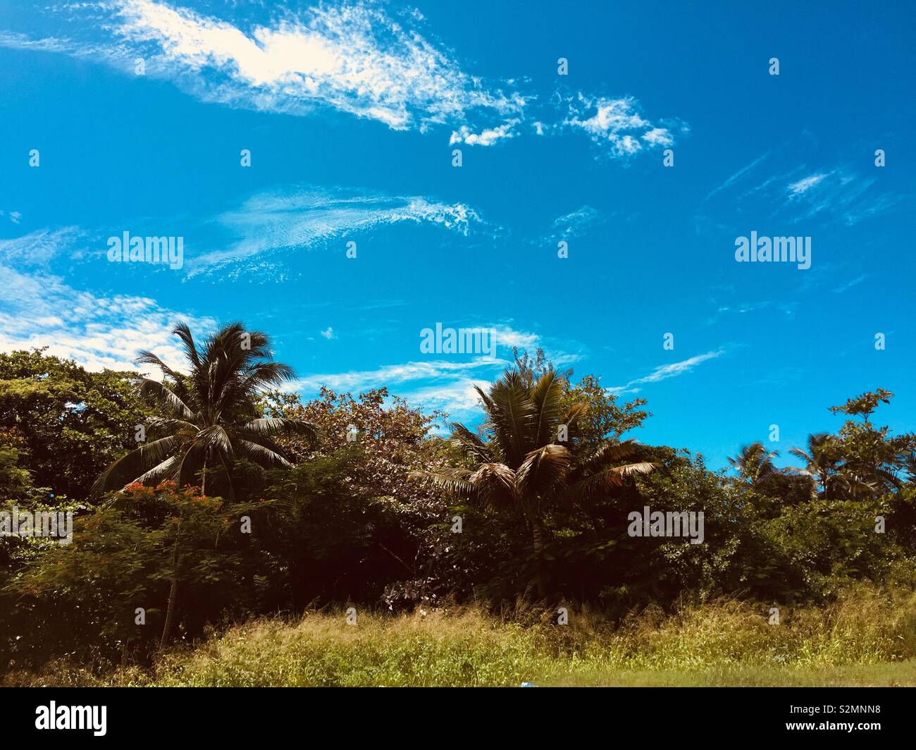 Barbados wildlife reserve hi-res stock photography and images - Alamy