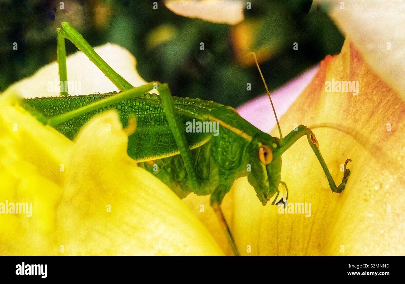 Roleystone High Resolution Stock Photography and Images - Alamy