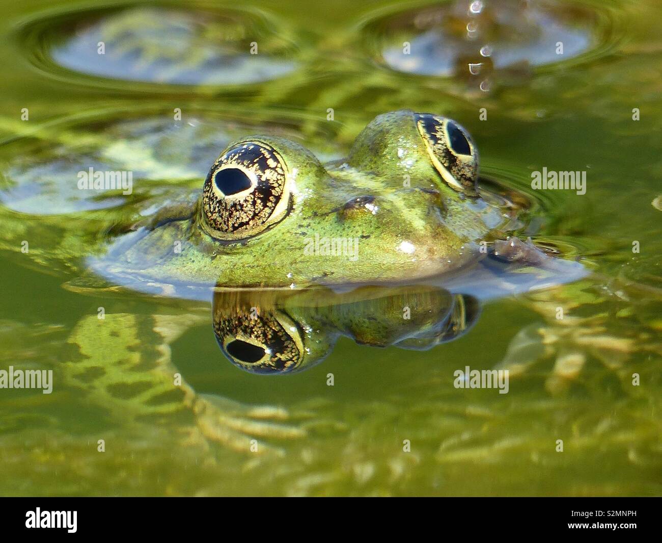 Frog eyes hi-res stock photography and images - Alamy