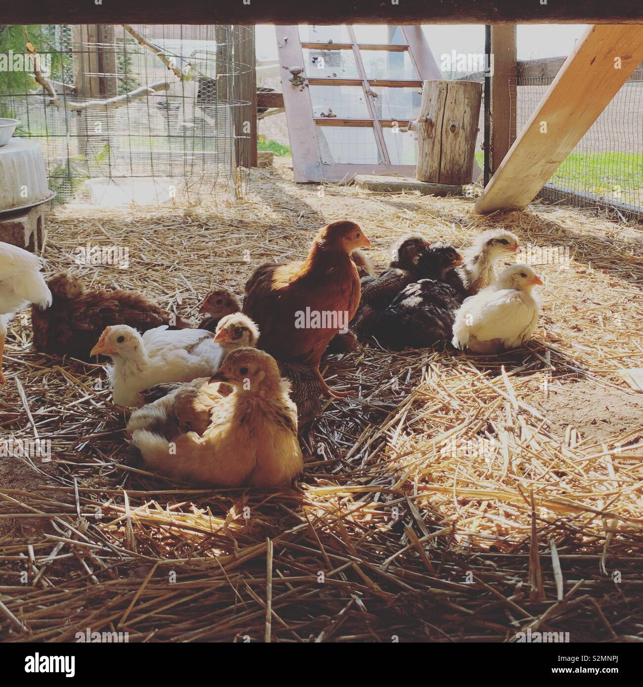 Baby chickens in a chicken coop Stock Photo - Alamy