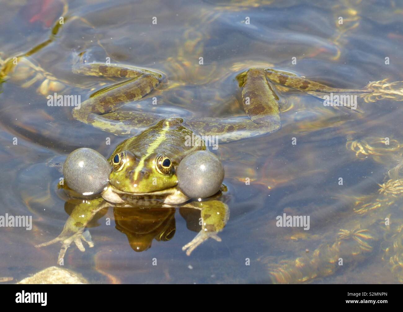 Smiling frog hi-res stock photography and images - Alamy