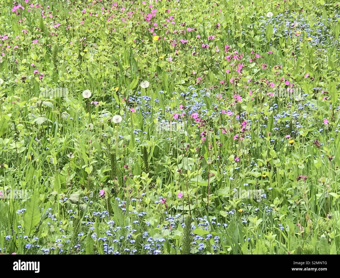 Spring meadow flowers hi-res stock photography and images - Alamy