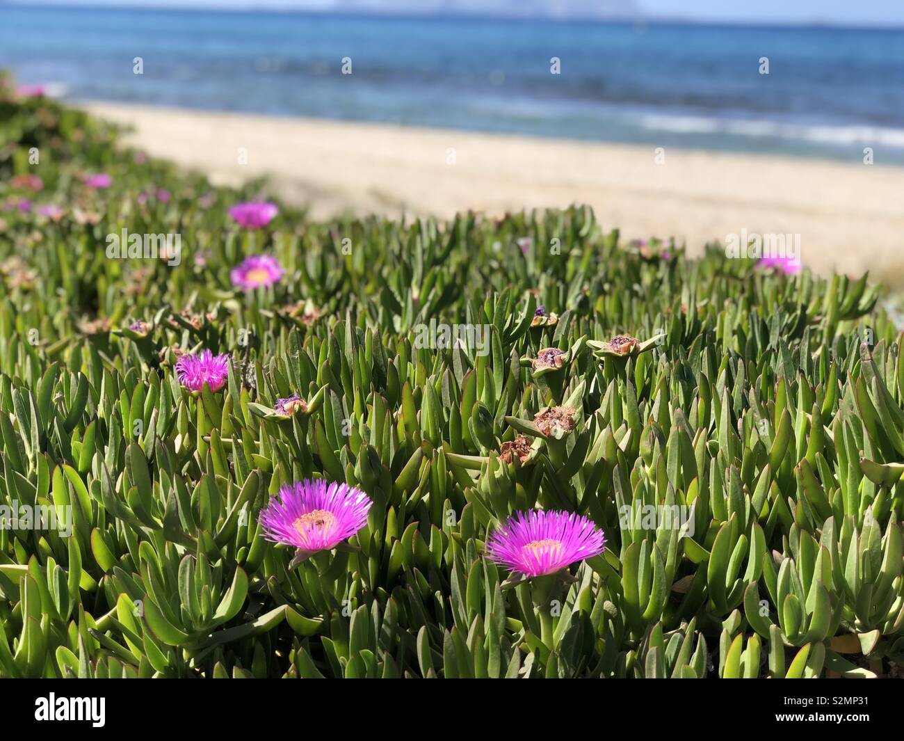 Purple beach flowers High Resolution Stock Photography and Images - Alamy