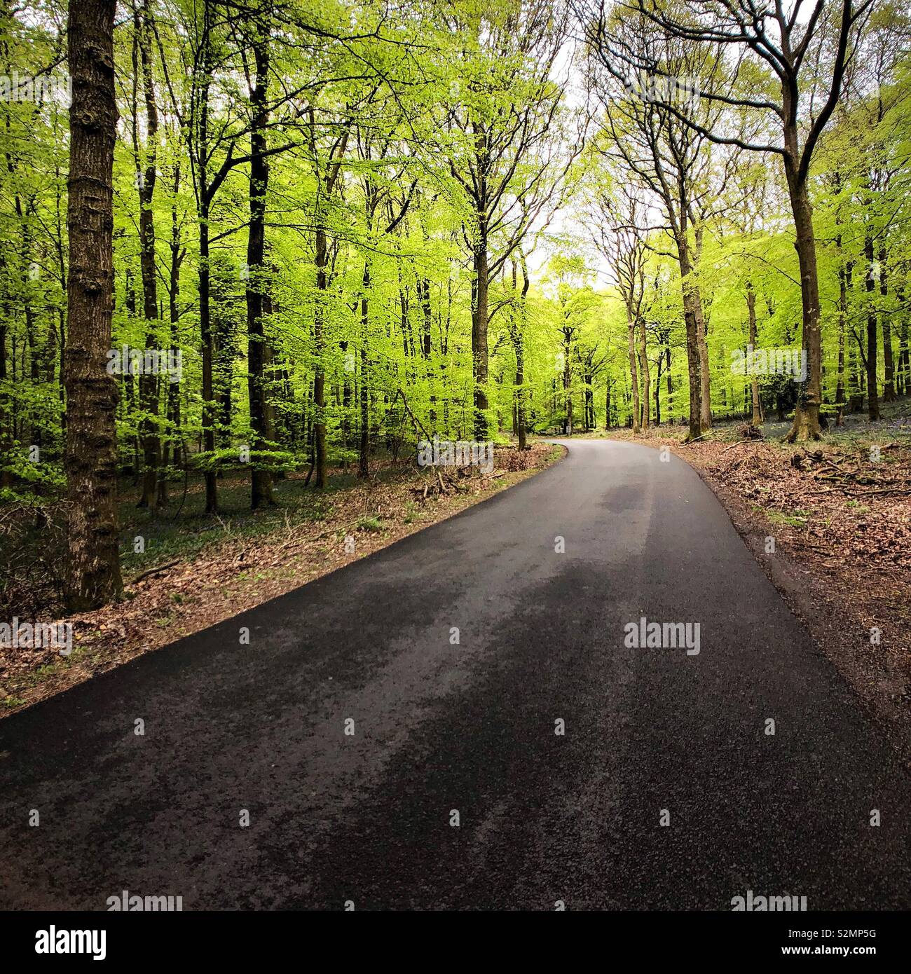 Forest road in rain hi-res stock photography and images - Alamy