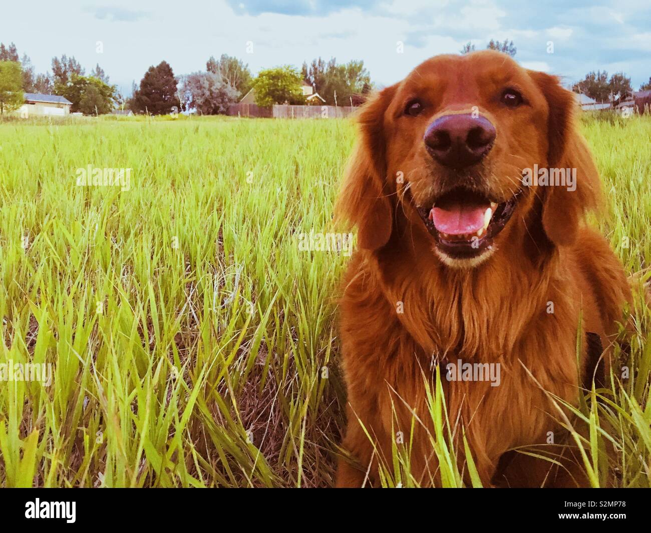 Golden Retriever Field High Resolution Stock Photography and Images - Alamy