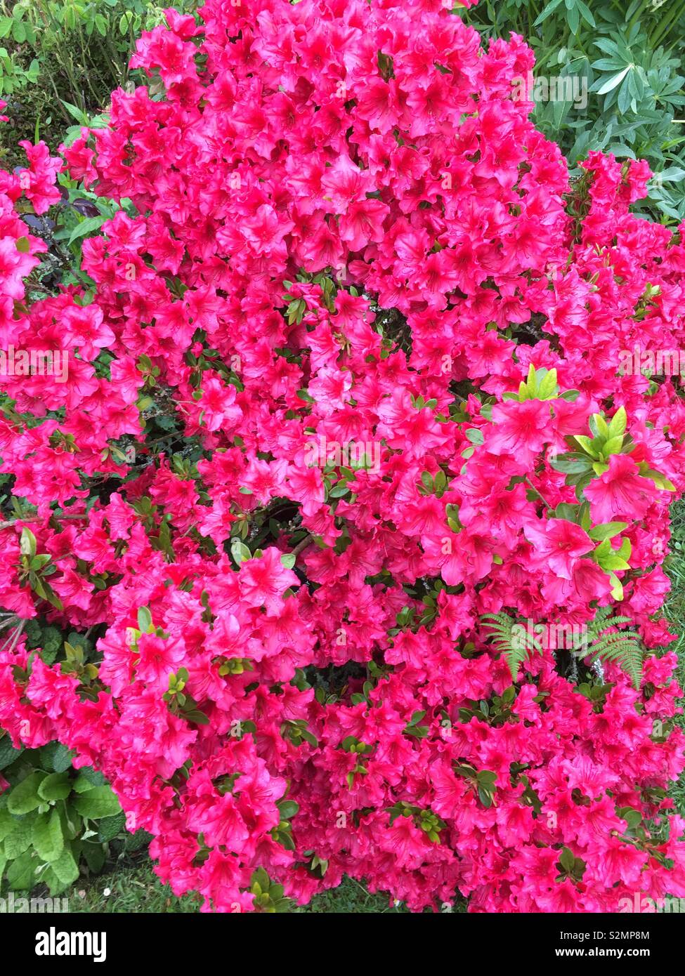 Pink azaleas hi-res stock photography and images - Alamy