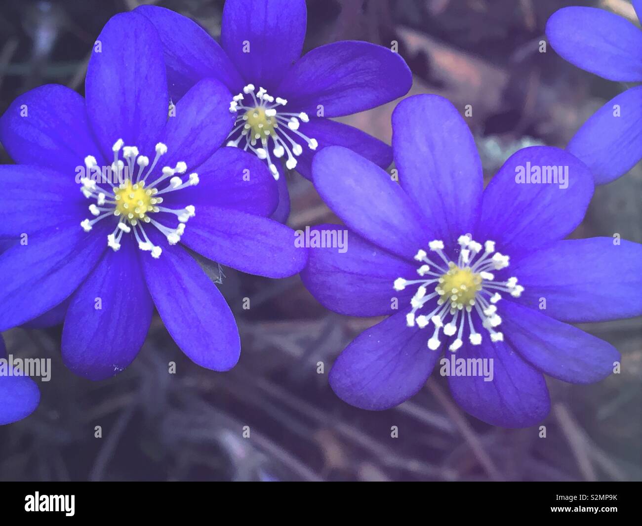 Liverleaf hi-res stock photography and images - Alamy