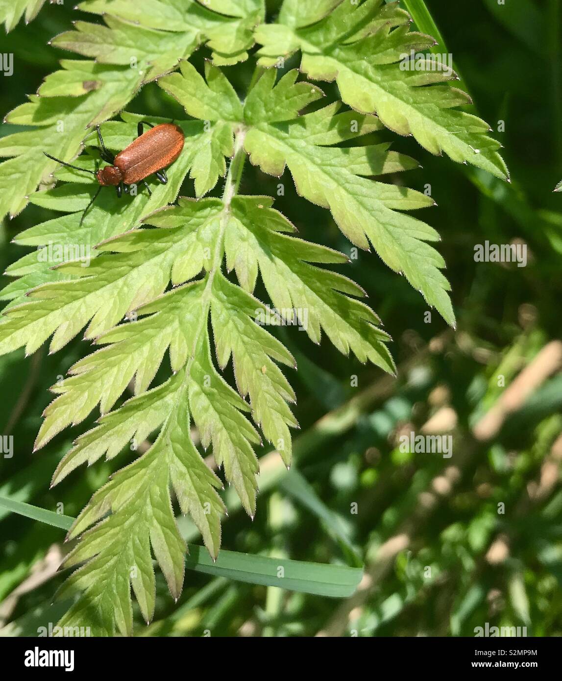Bug on a leaf hi-res stock photography and images - Alamy