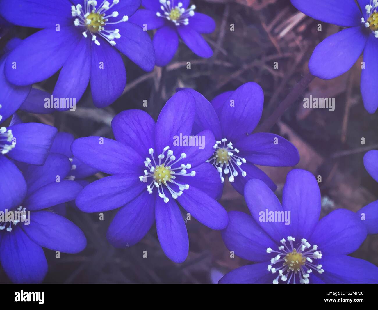 Liverleaf liverwort hi-res stock photography and images - Alamy