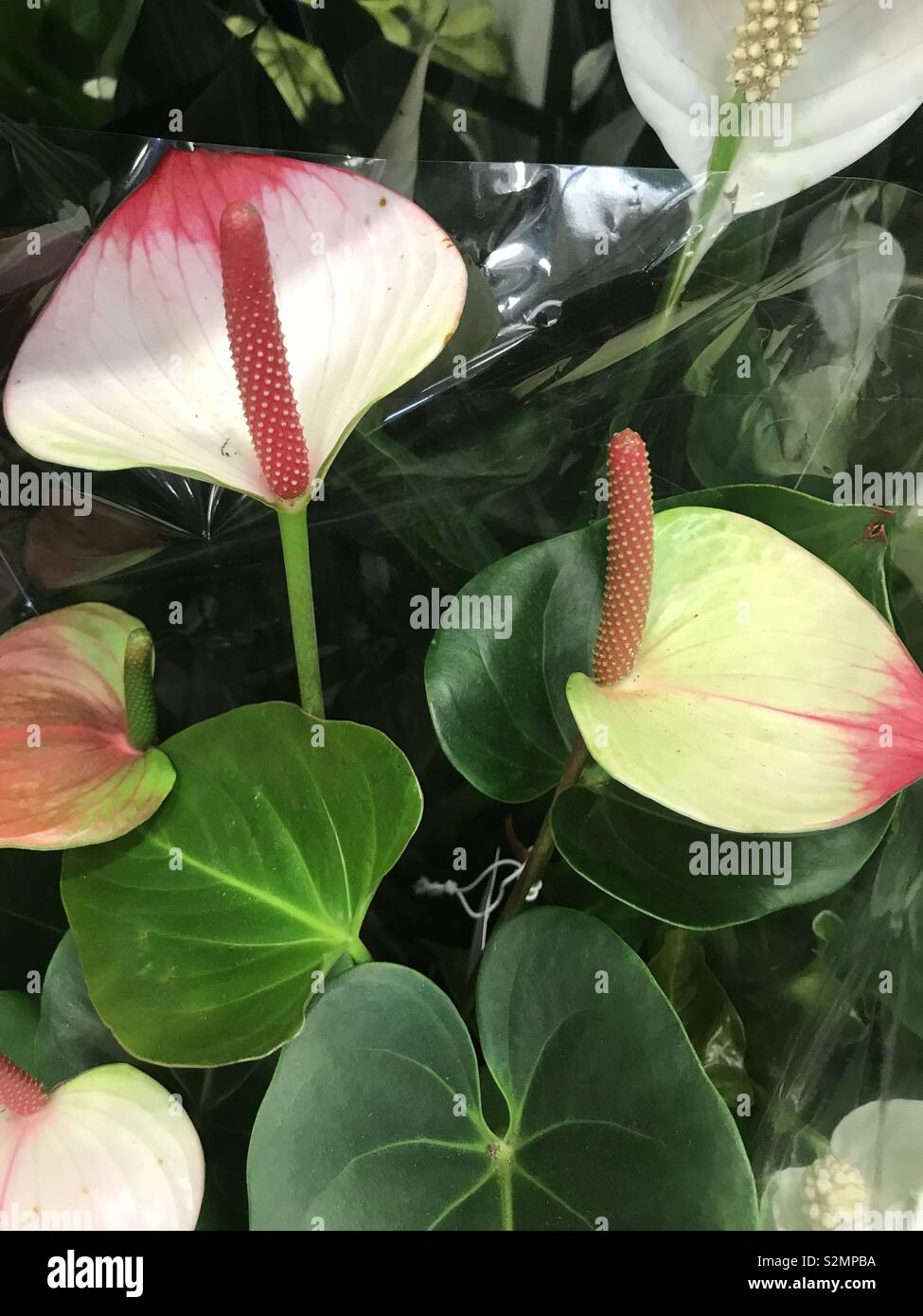 The colour of money Stock Photo - Alamy