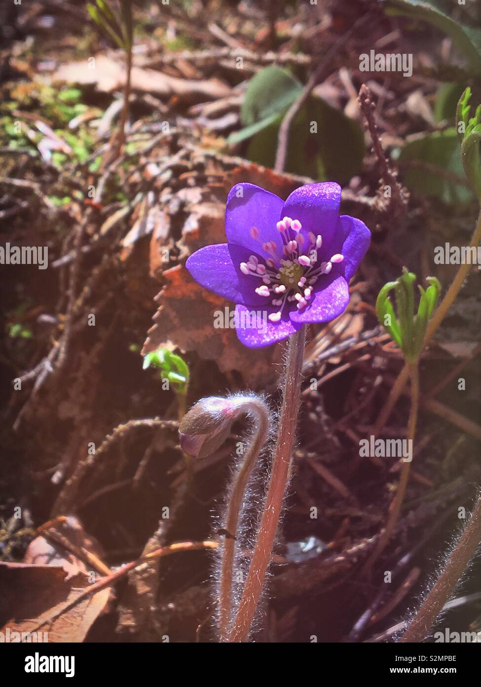 Liverleaf hi-res stock photography and images - Alamy