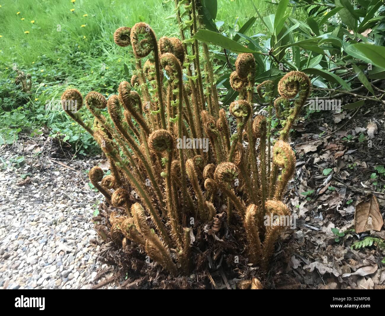Curled ferns hi-res stock photography and images - Alamy