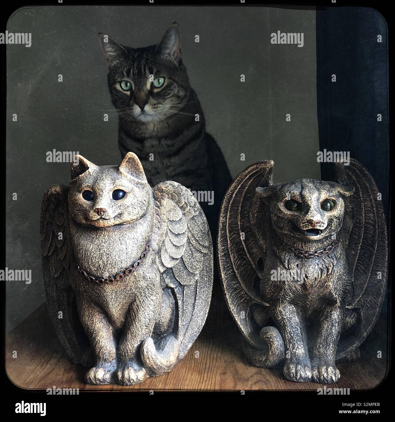 Gargoyle Cat Meme Profile For Jugg And Zig Zag