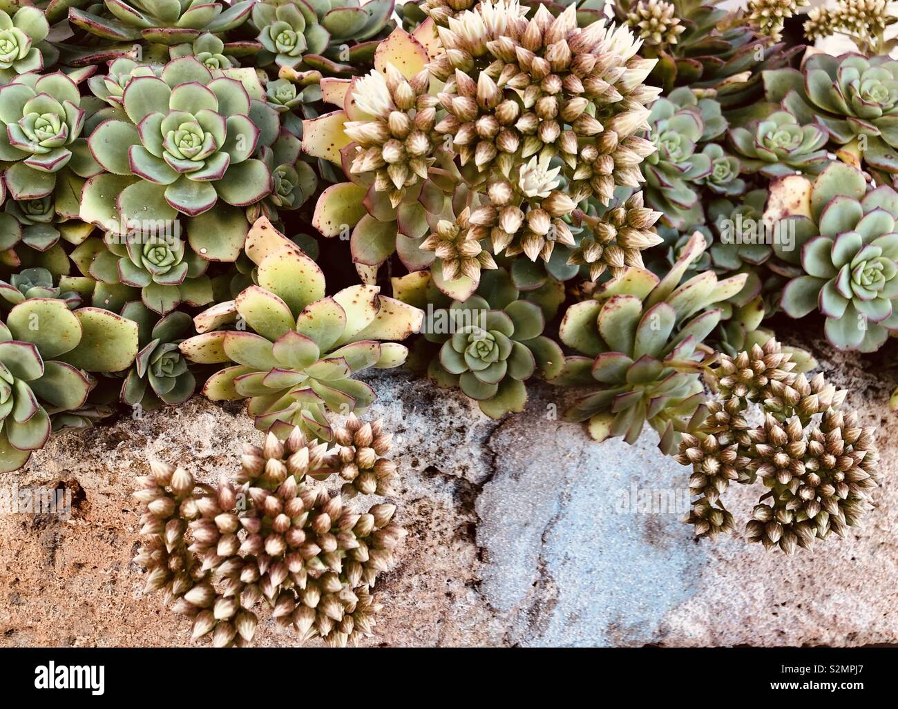 A group of Succulents in bloom Stock Photo - Alamy