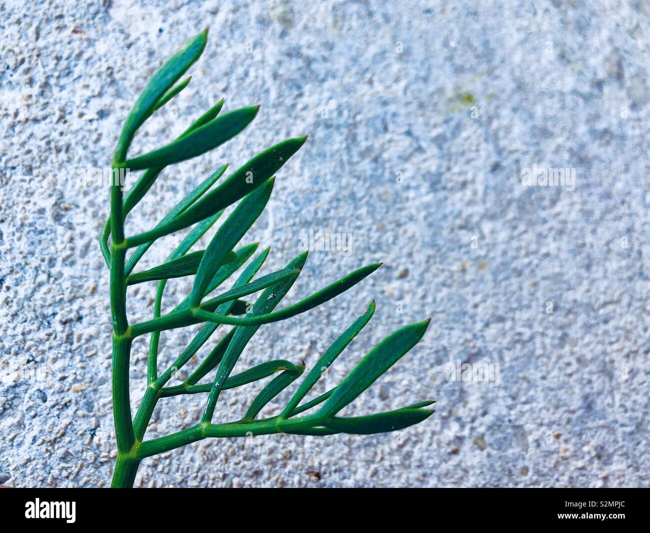Seaside growing plant against grey background Stock Photo - Alamy