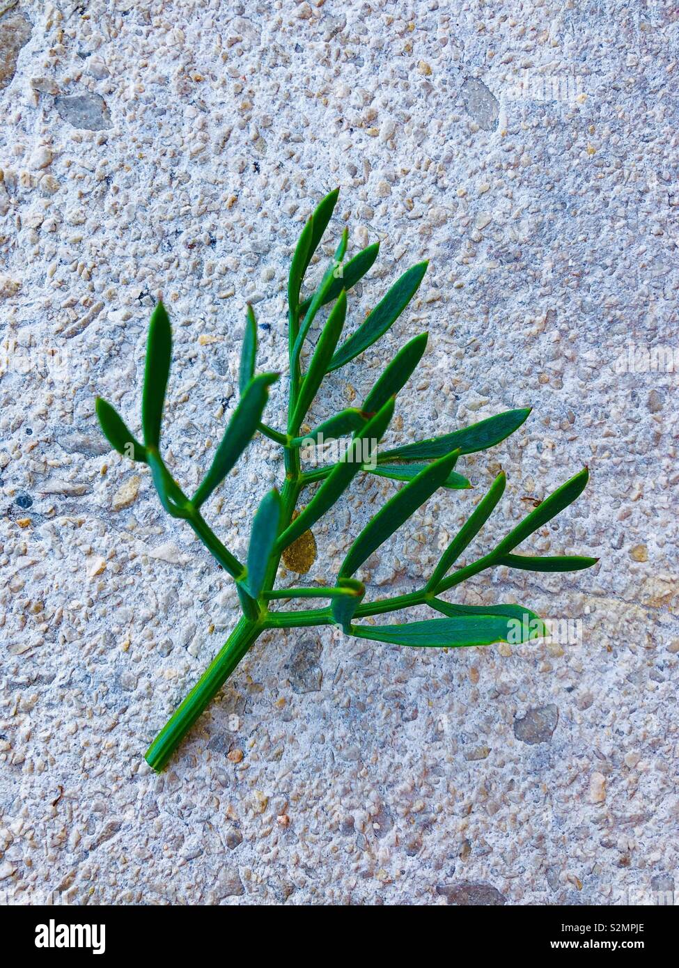 Seaside plant against grey textured background Stock Photo - Alamy