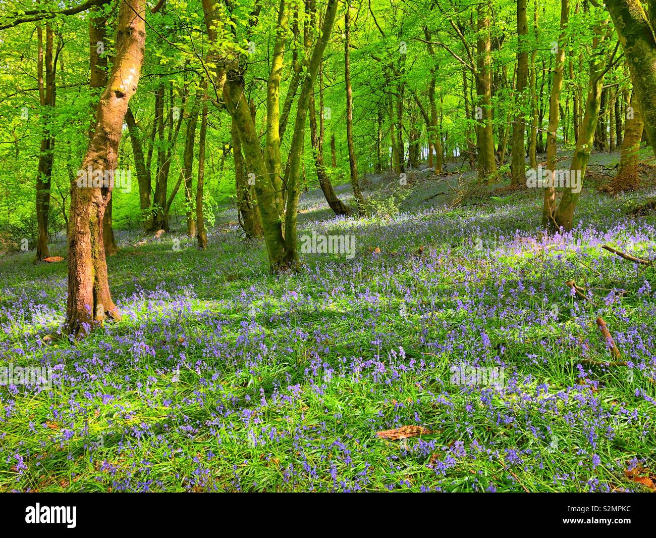 Deciduous woodland with bluebells, May Stock Photo - Alamy