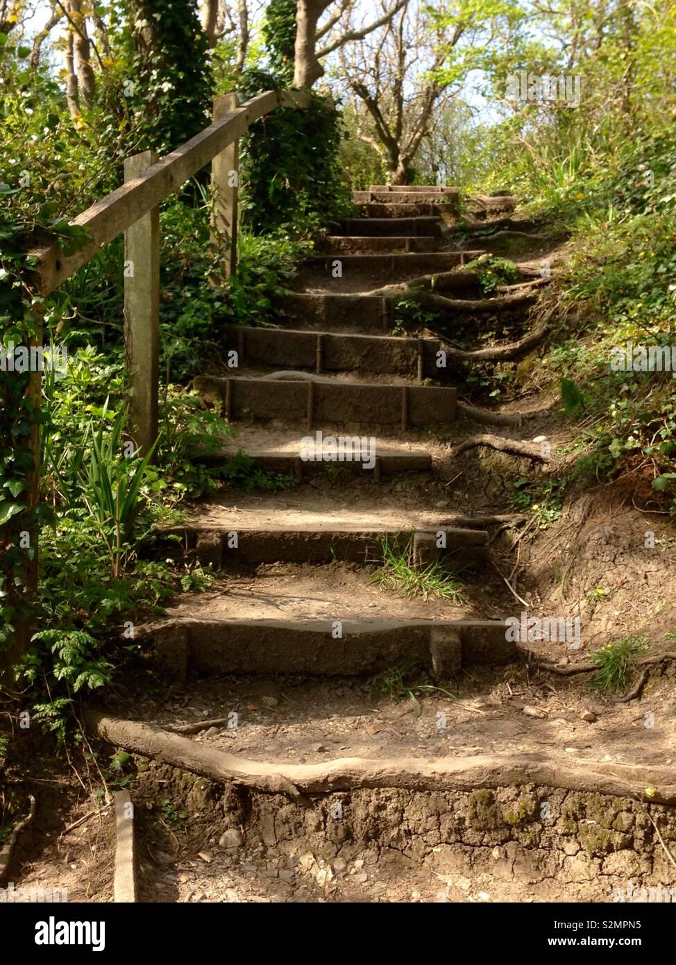 Woodland steps hi-res stock photography and images - Alamy