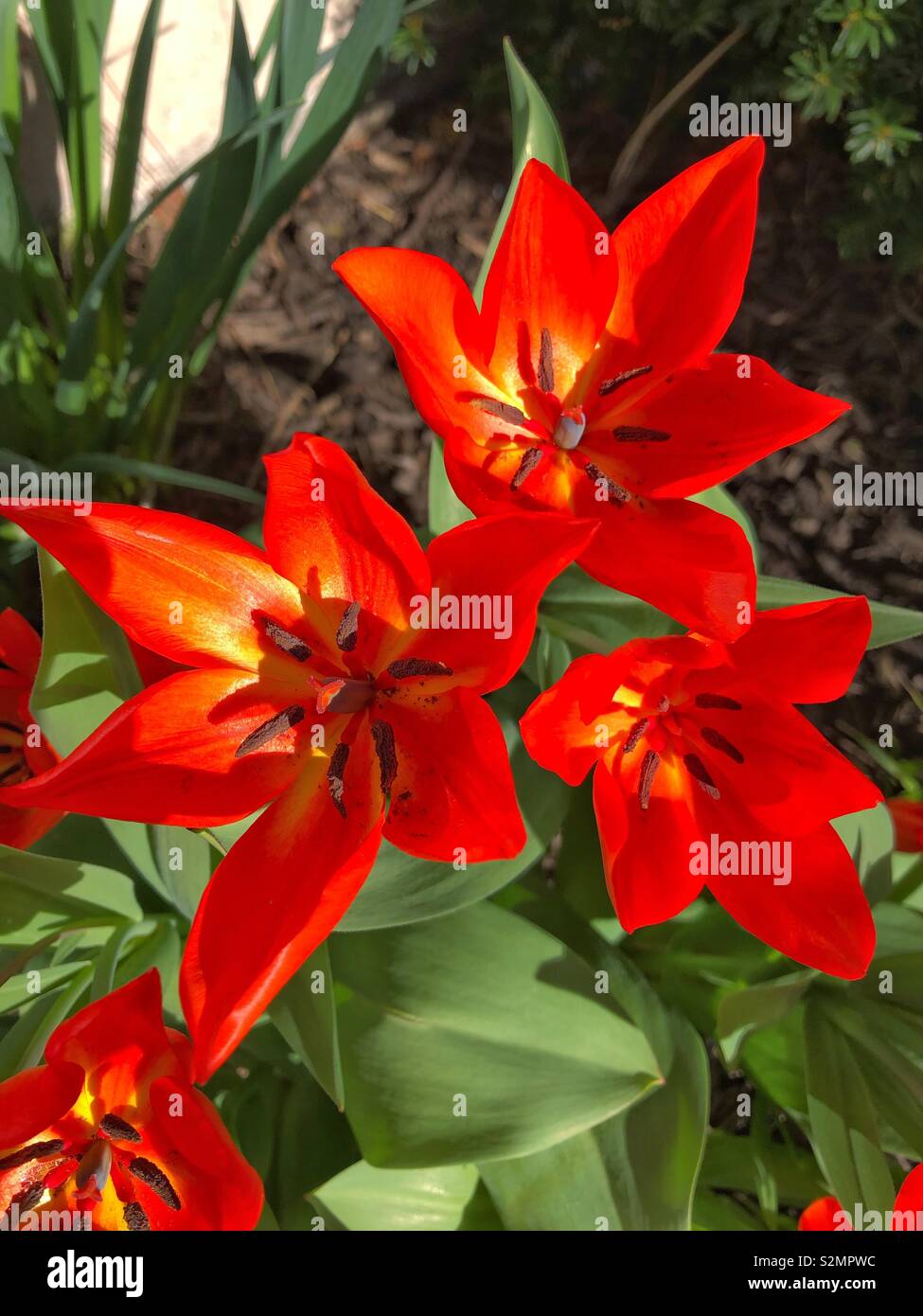 Red open tulips hi-res stock photography and images - Alamy