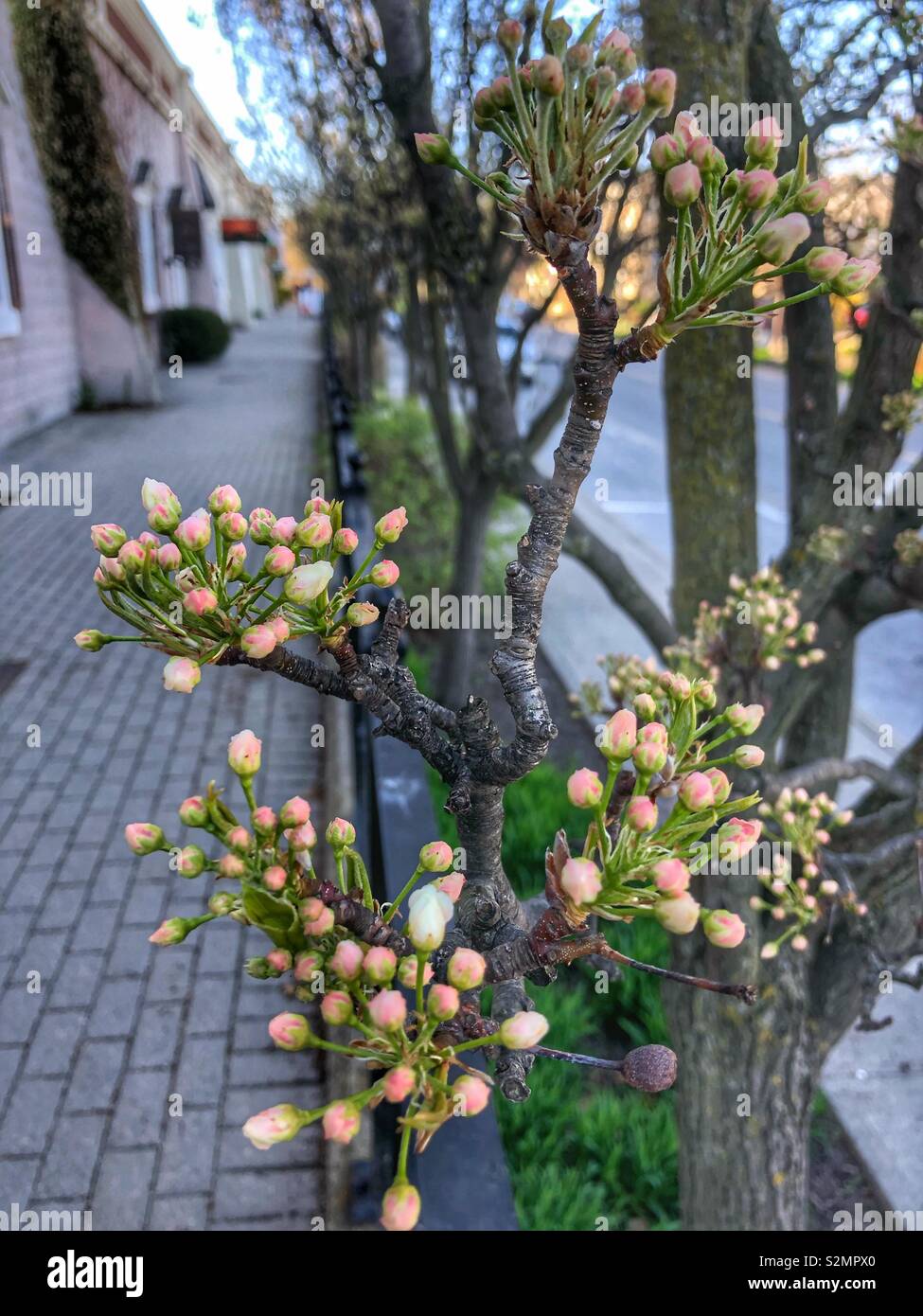 Tiny pink buds on a tree Stock Photo - Alamy