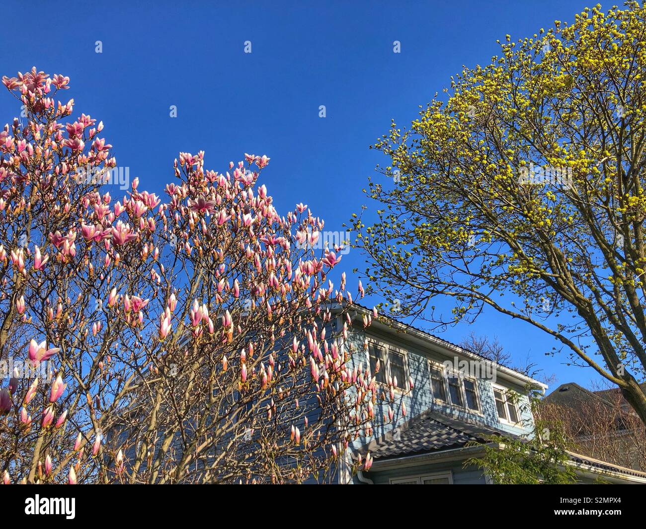 Budding trees hi-res stock photography and images - Alamy