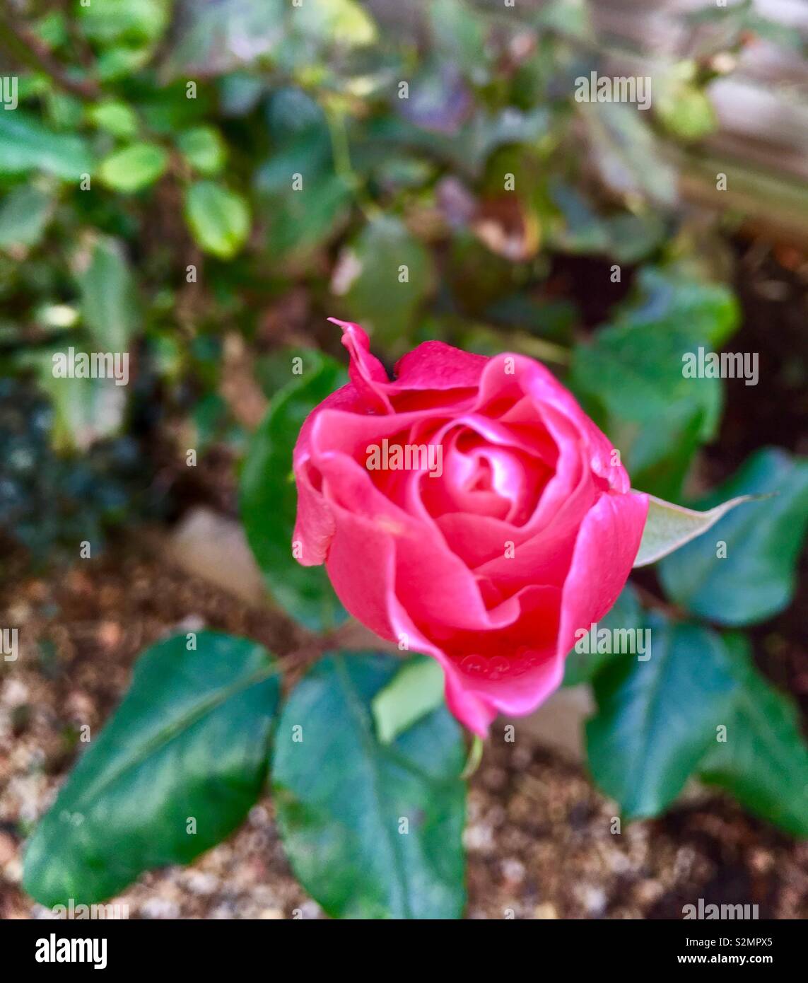 Morning rose in bloom Stock Photo - Alamy