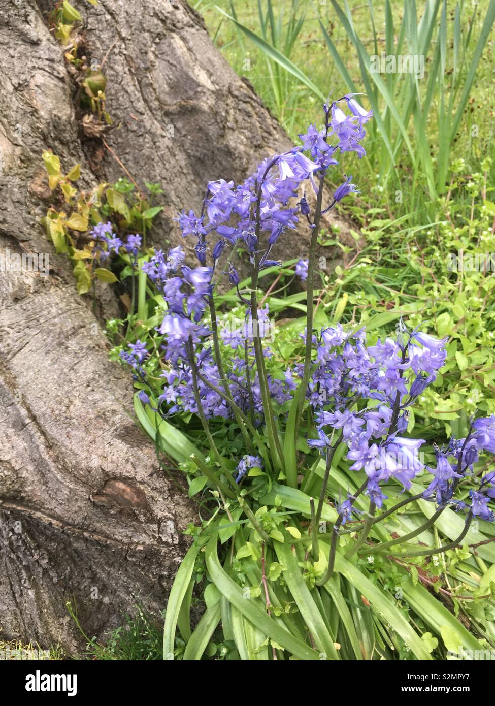 Bluebells in May Stock Photo - Alamy