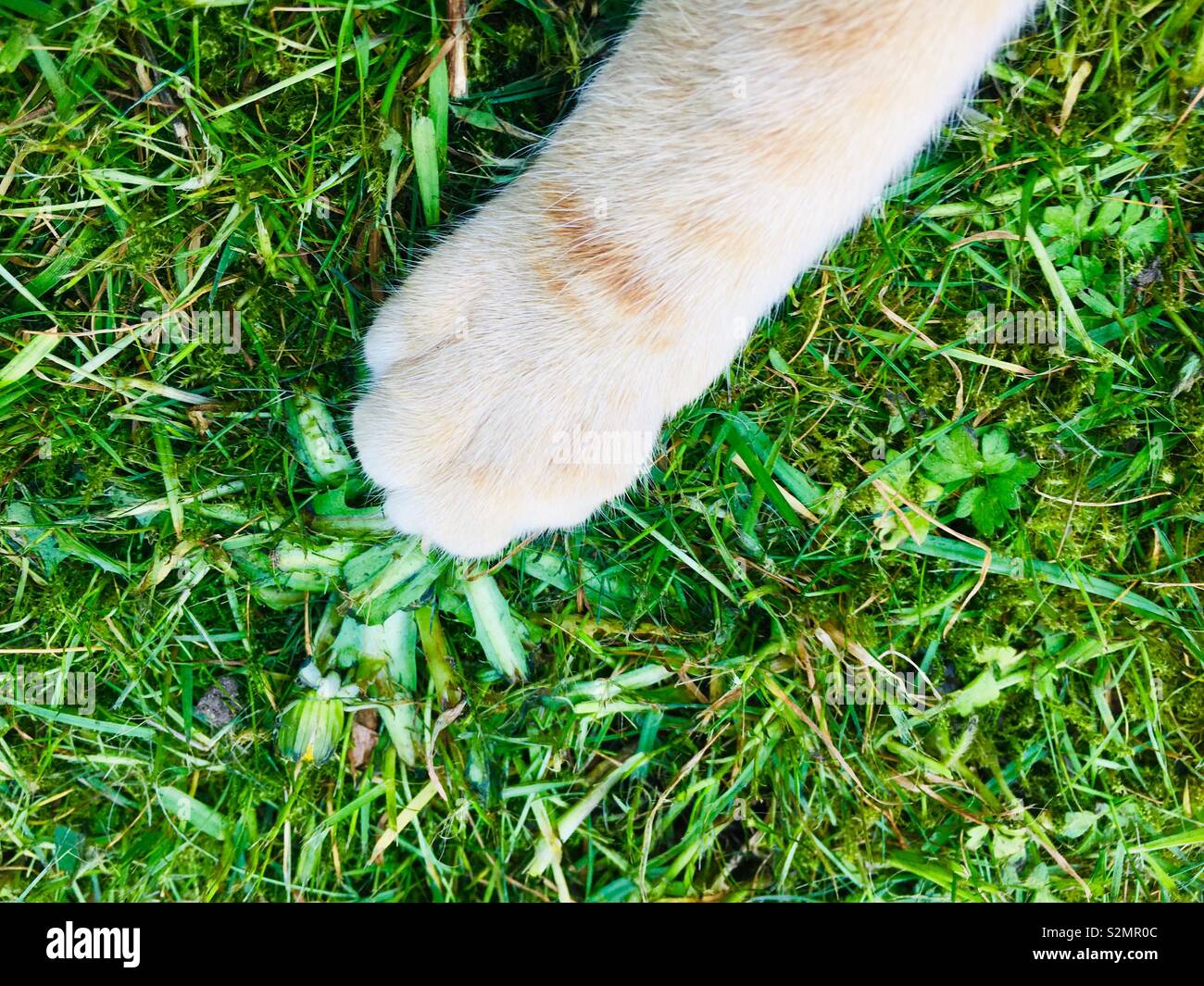 Ginger cats paw isolated on a green lawn Stock Photo - Alamy