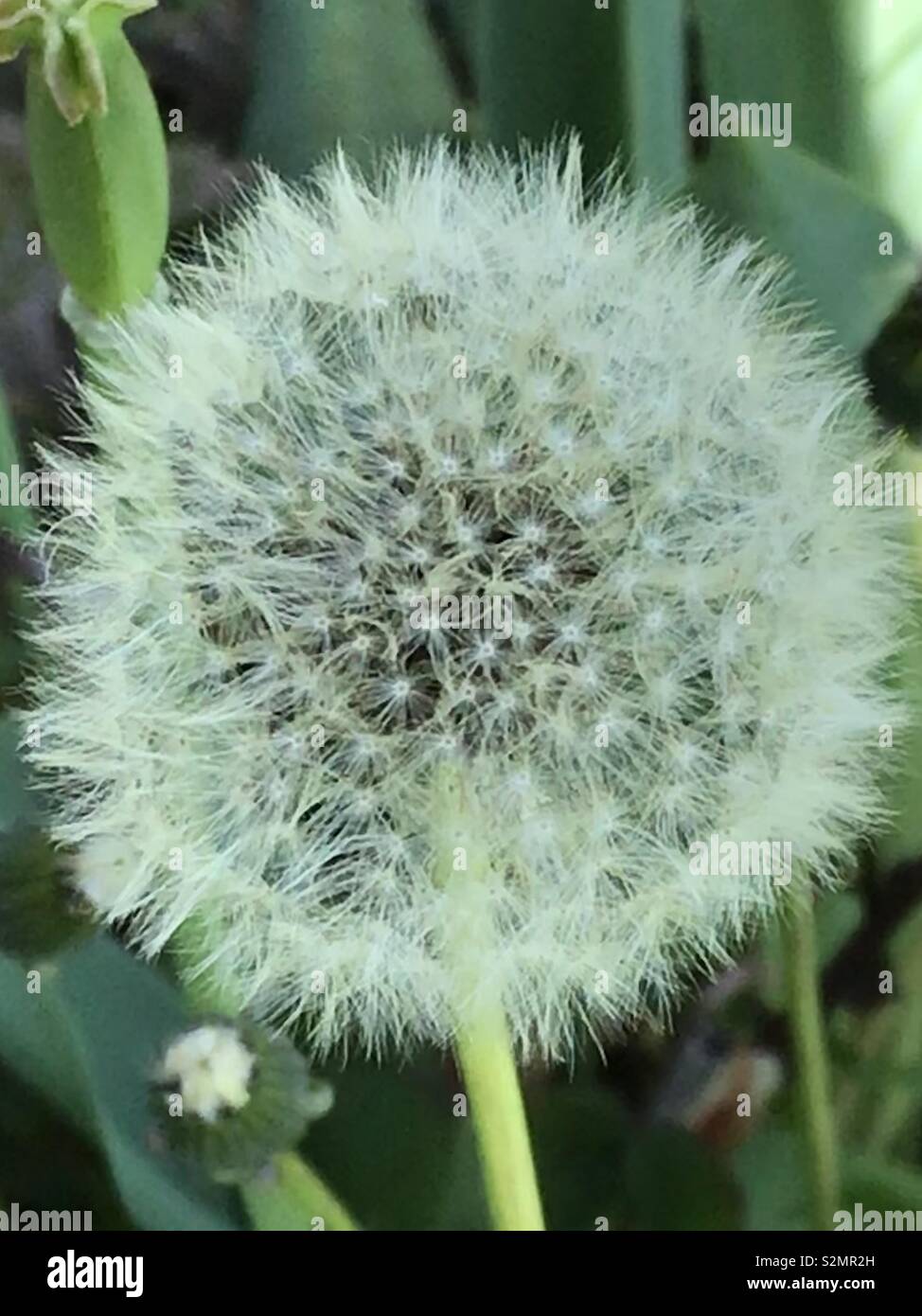 Dandelion seed pod Stock Photo - Alamy