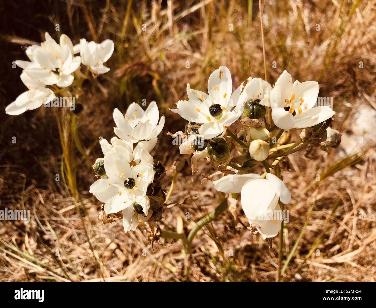 Menorca flowers hi-res stock photography and images - Alamy
