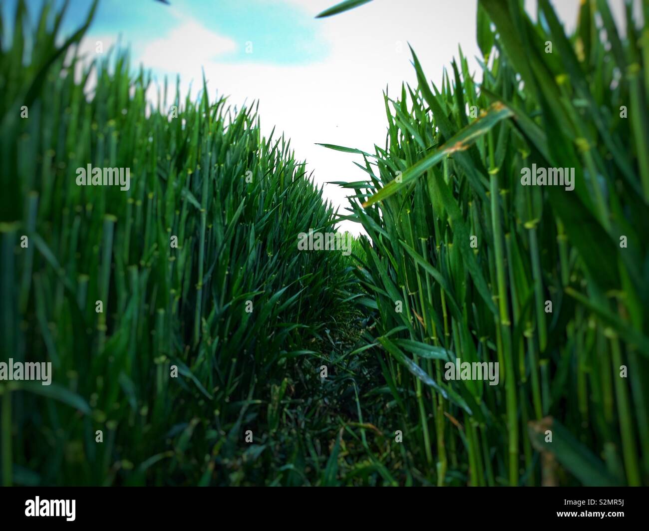Corn row view Stock Photo - Alamy