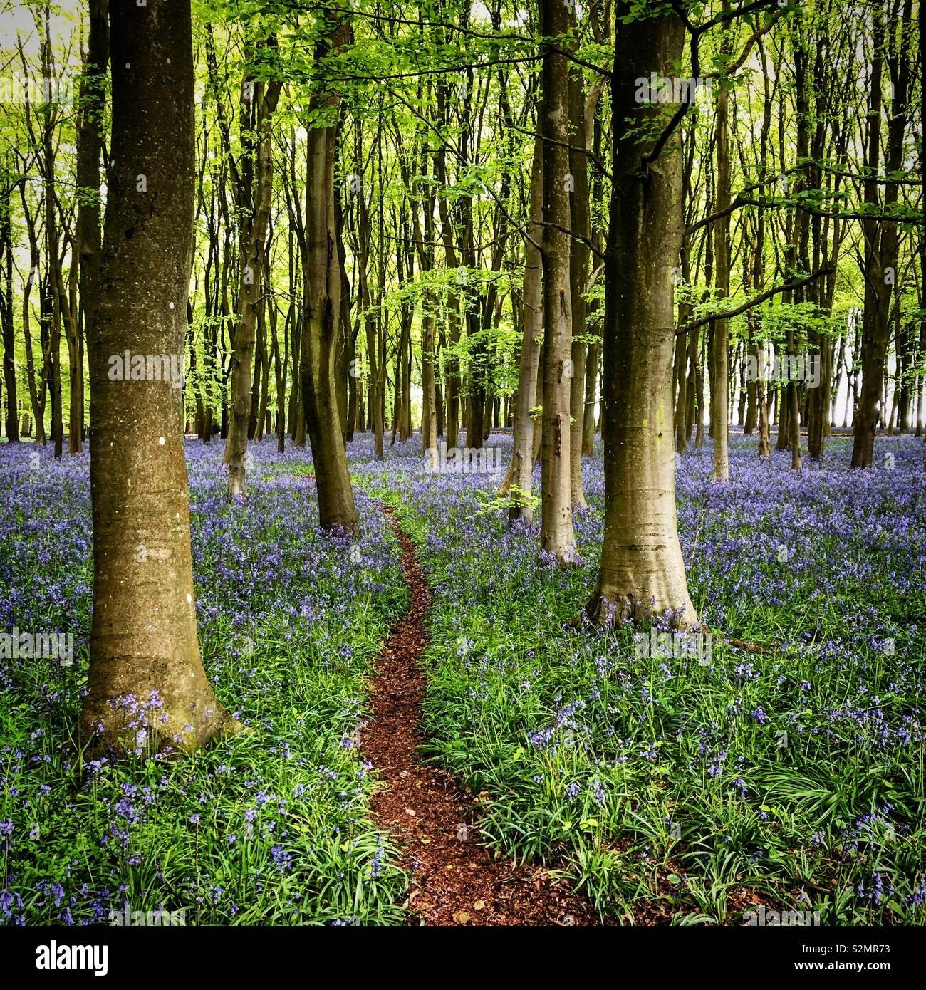Pathway through bluebells hi-res stock photography and images - Alamy