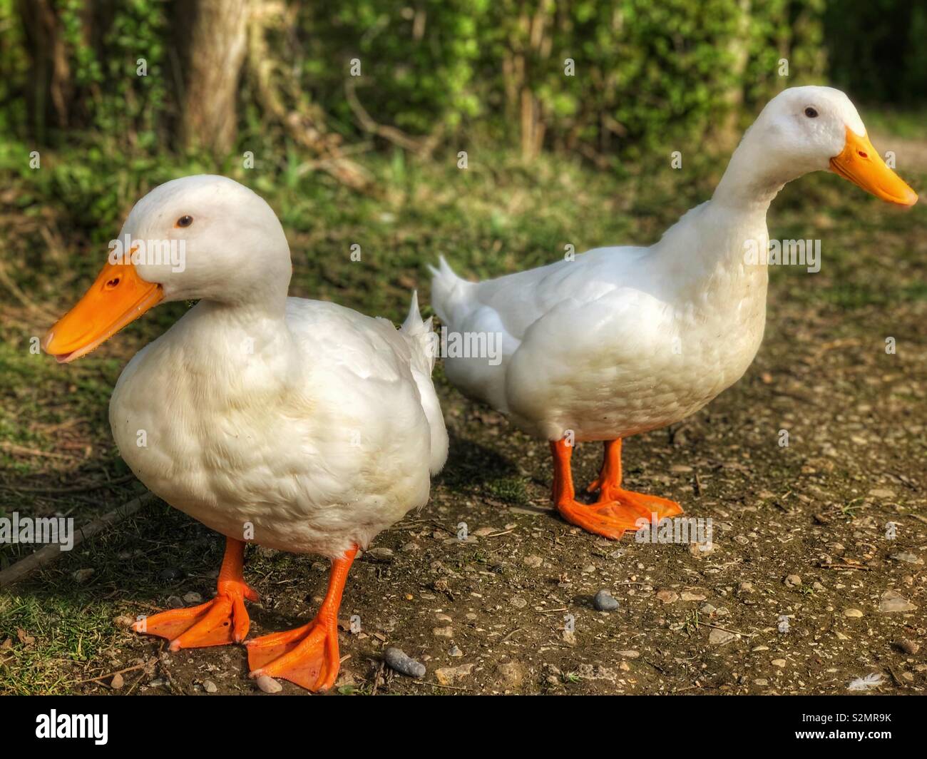 Pekin duck on grass hi-res stock photography and images - Alamy